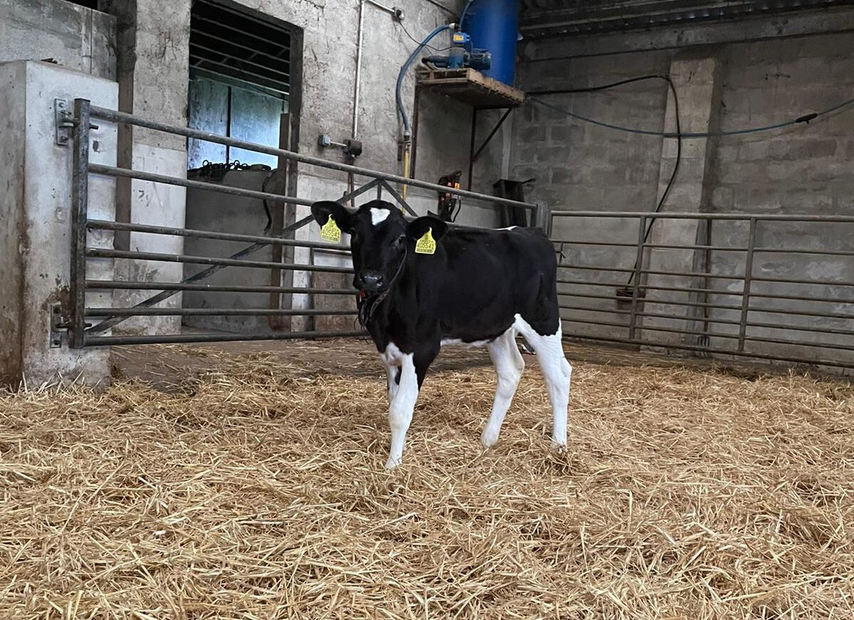 Calf Rearing Success - Harpers Feeds