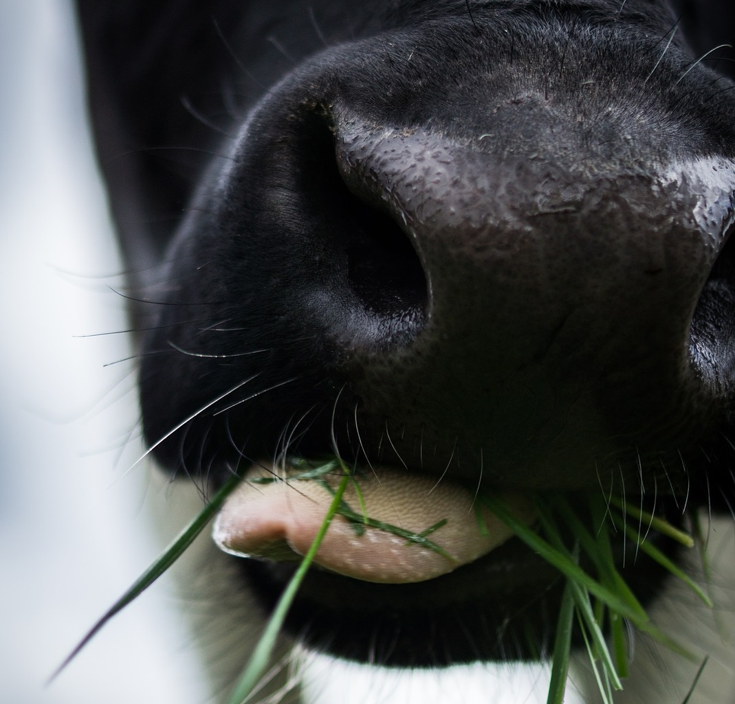 9 steps to spring grazing success - Harpers Feeds