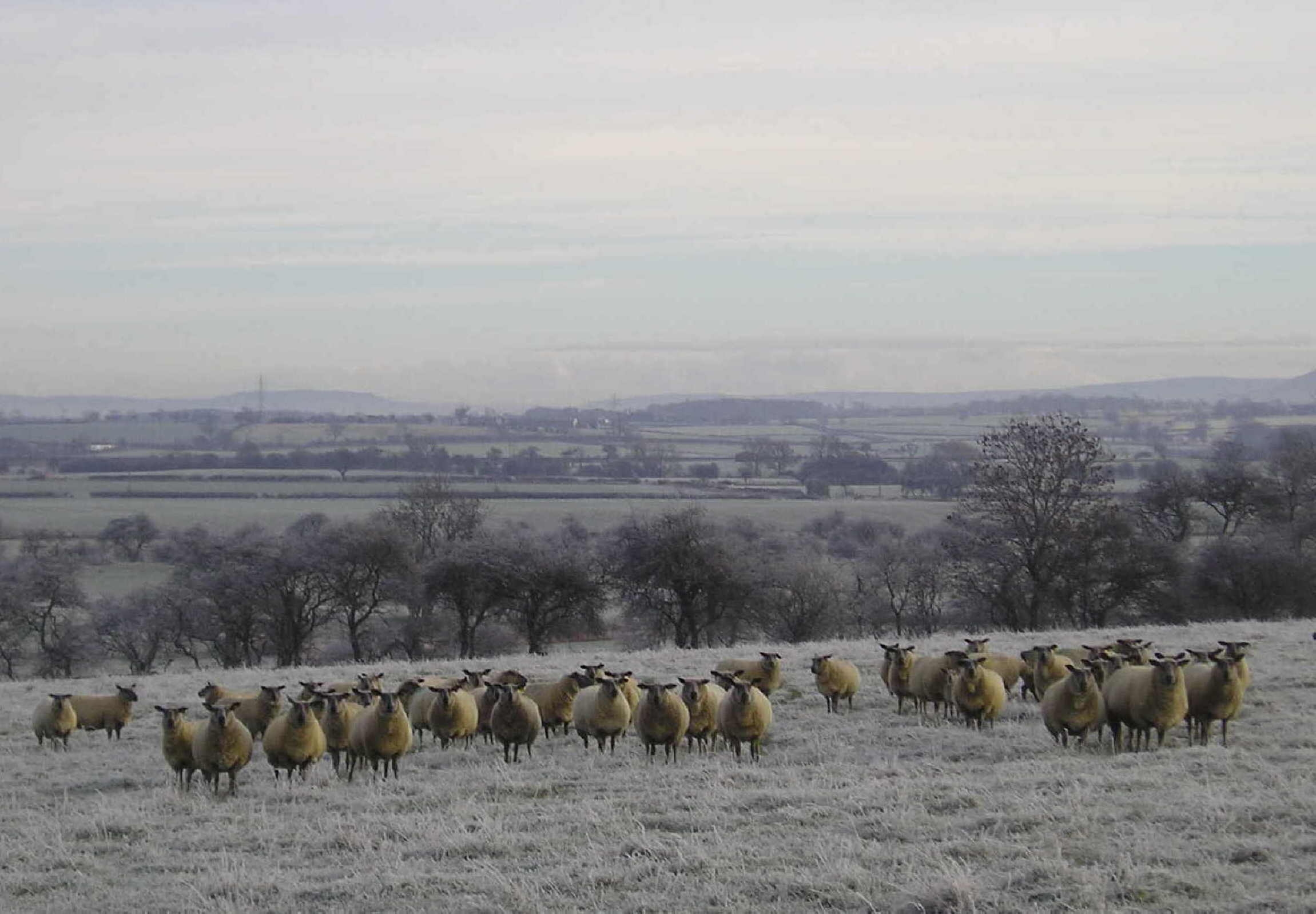 Ewe nutrition at lambing - Harpers Feeds