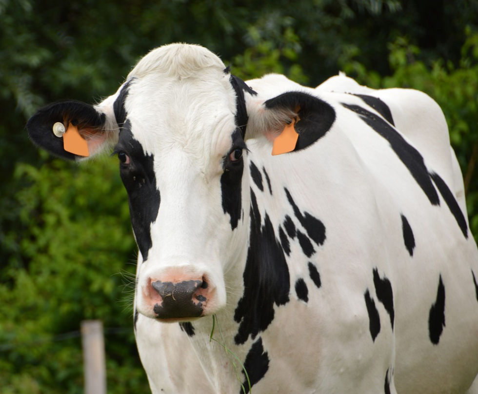 Four steps to dry cow transition success - Harpers Feeds