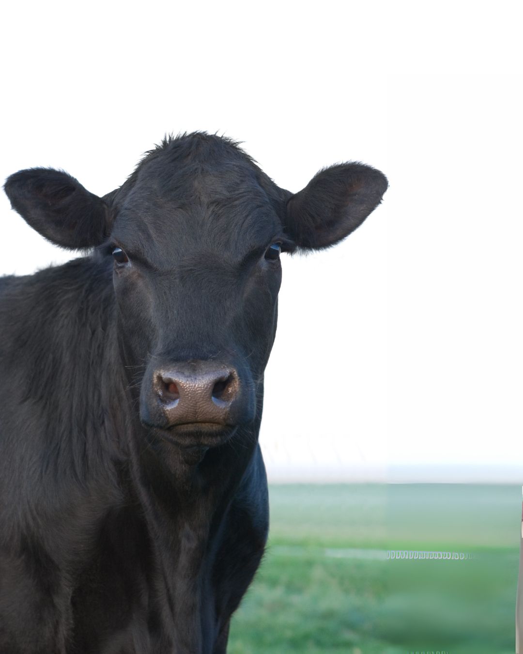 Efficient, sustainable beef production - Harpers Feeds