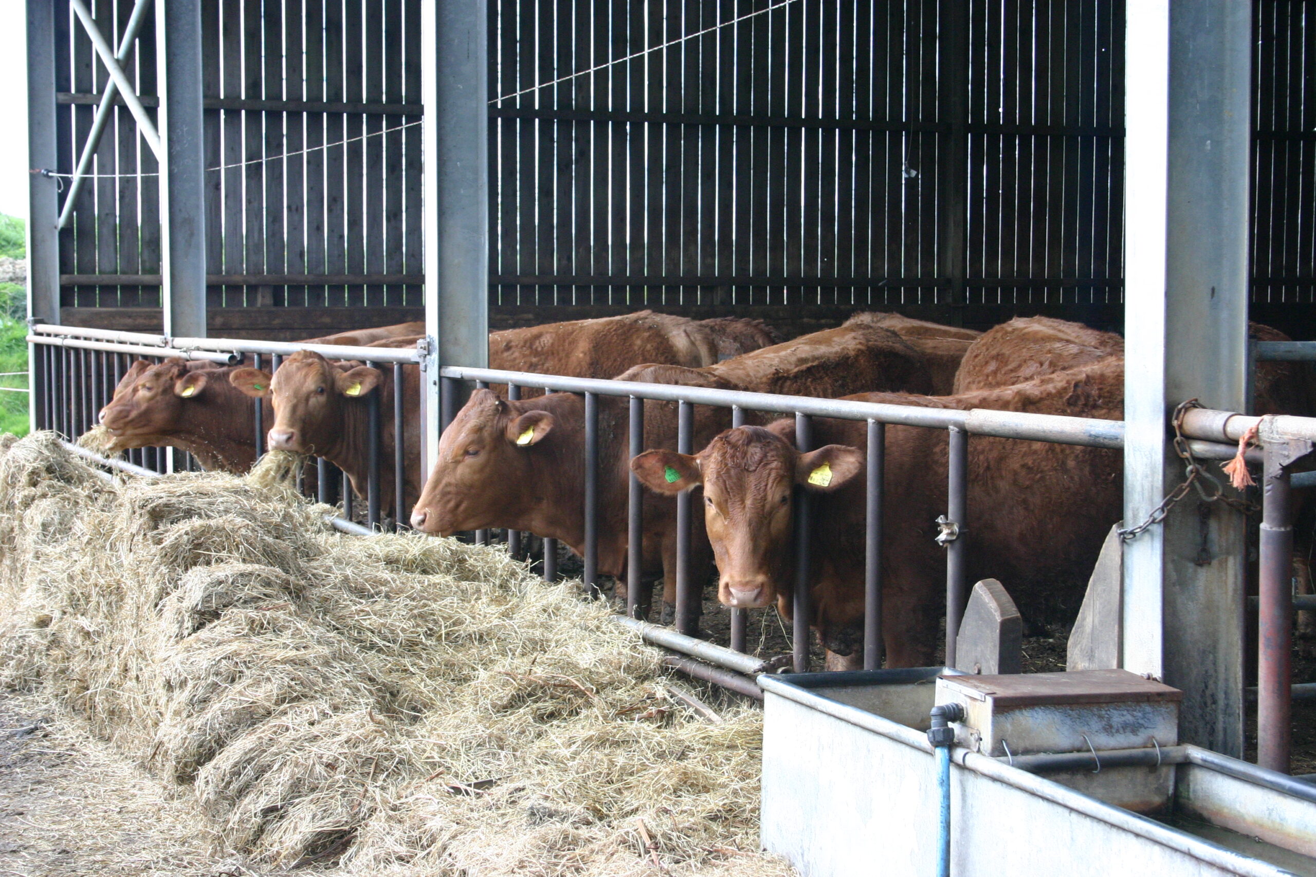 Efficient, sustainable beef production - Harpers Feeds