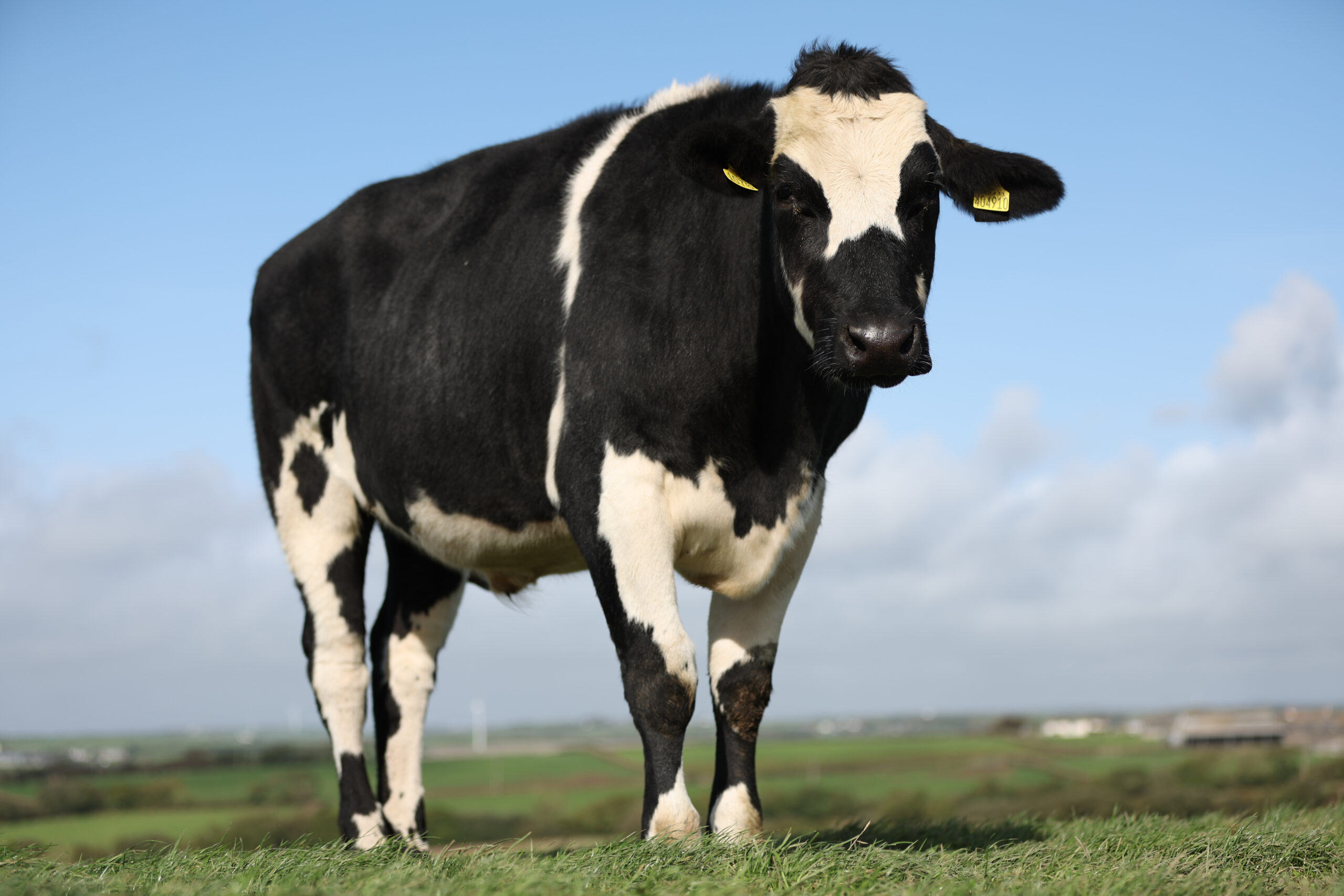 Rearing your cattle efficiently - Harpers Feeds