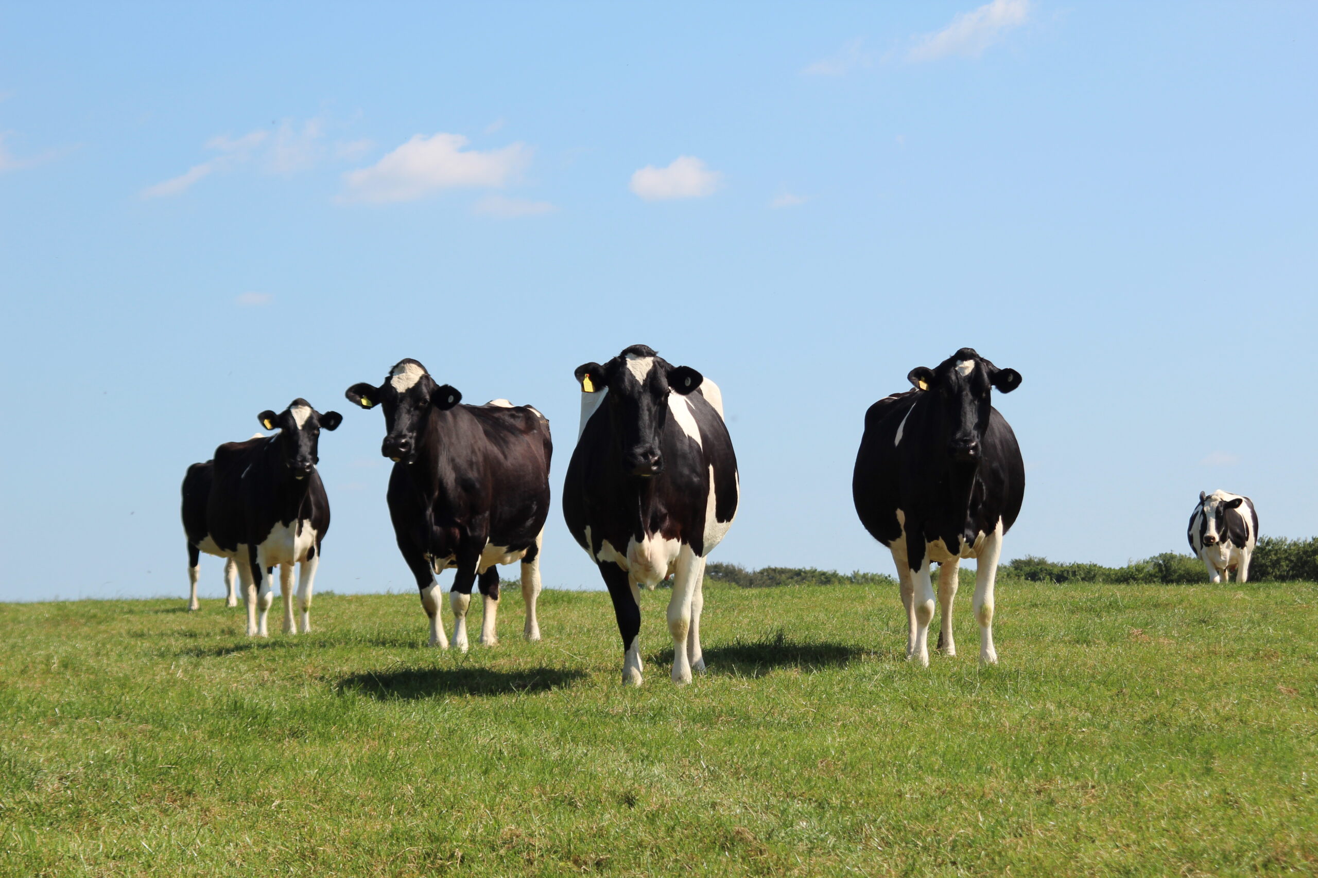 Four steps to dry cow transition success - Harpers Feeds