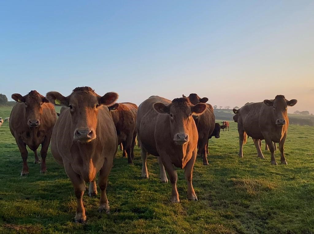 Success with beef finishing - Harpers Feeds